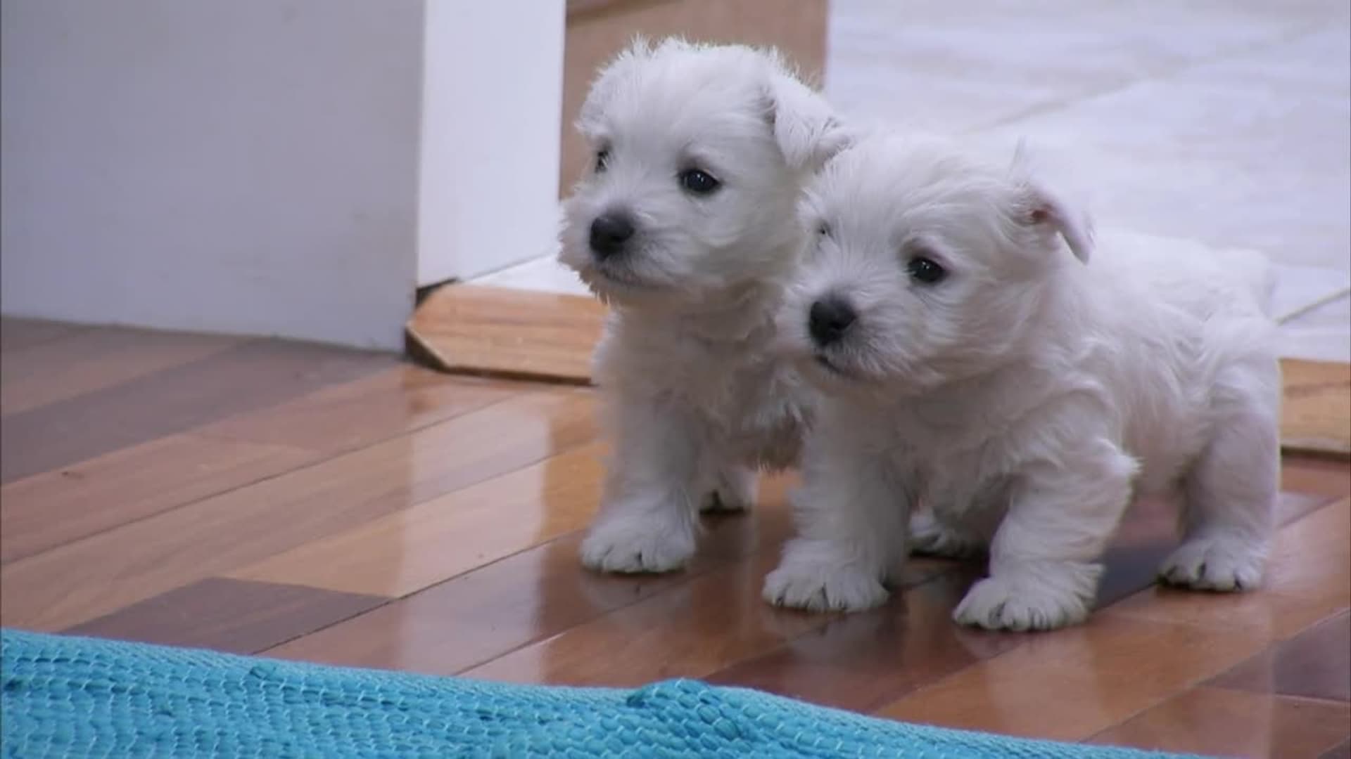 Watch Too Cute! S03:E01 - Puppies and a Piggy - Free TV Shows | Tubi