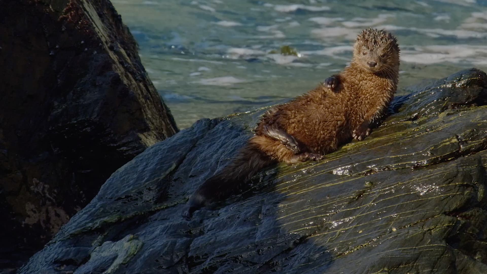 Watch Chile: Un Viaje Salvaje S01:E01 - Las Garras D - Free TV Shows | Tubi