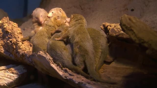 Watch Animal Atlas Season 4 - Free TV Shows | Tubi