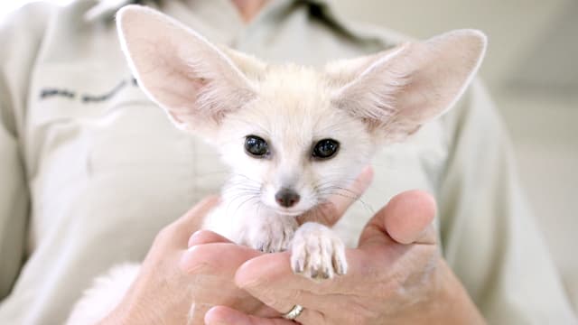 Watch Walking Wild at the San Diego Zoo - Free TV Shows | Tubi