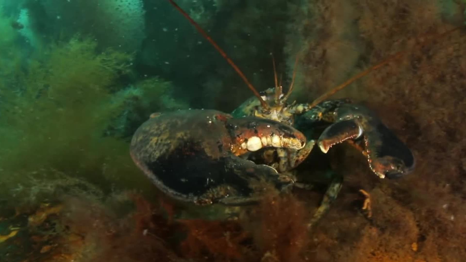 Watch Lobsters: Knights of the Deep (2018) - Free Movies | Tubi