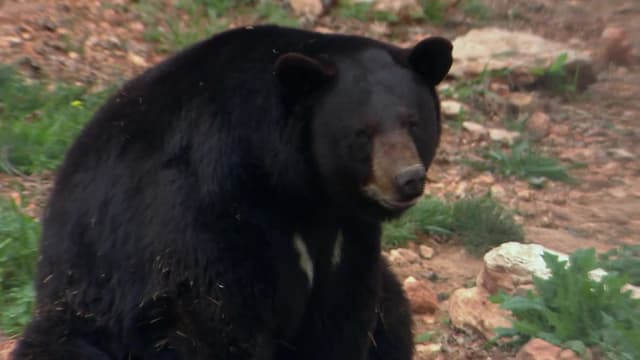 Watch Animal Atlas S04:E01 - 30 MPH Free TV | Tubi