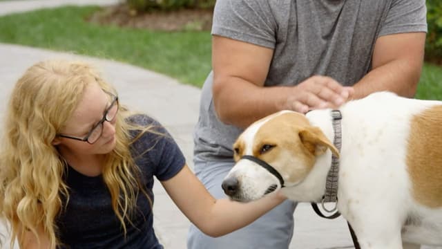 Watch Dog Tales Rescue S02:E04 - Best Course of Action - Free TV Shows ...