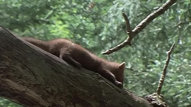 Watch Wild America S07:E706 - Swamp Critters - Free TV Shows | Tubi