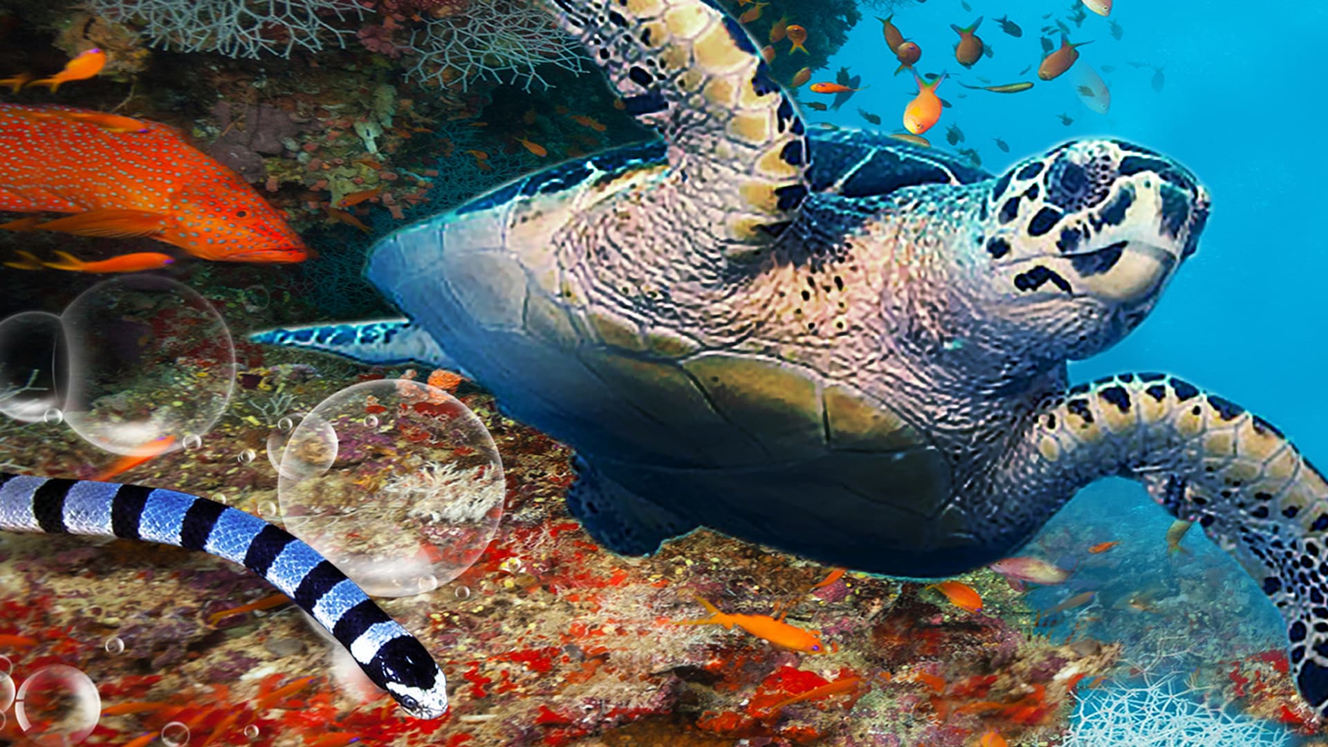 Watch Magical Reef: The Islands of the Four Kings (202 - Free Movies | Tubi