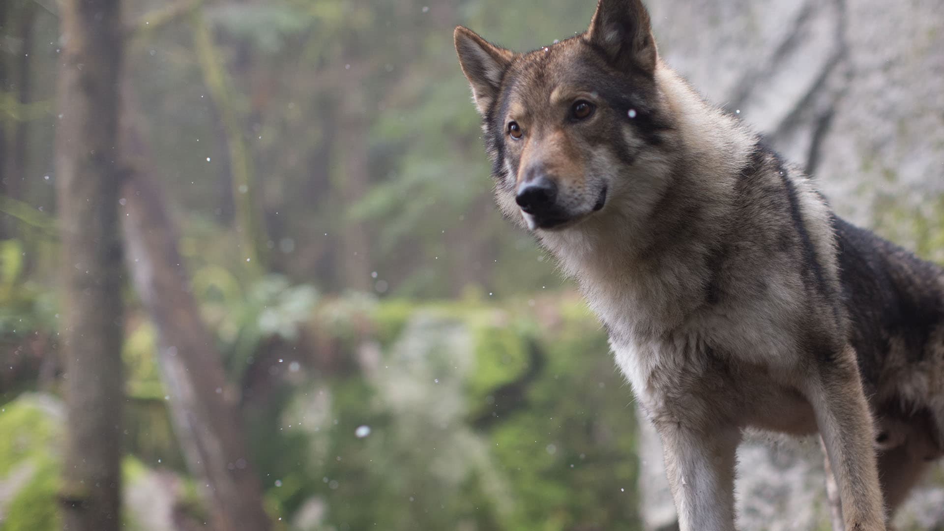 Watch ALPHA (2018) Trailer (2018) - Free Movies | Tubi