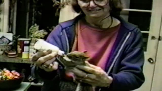 Watch Funniest Pets & People - Free TV Series | Tubi