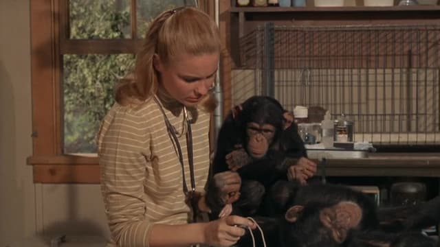 Watch Daktari S02:E19 - Terror in the Bush - Free TV Shows | Tubi