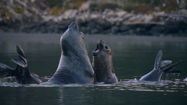 Watch Chile: A Wild Journey - Free TV Shows | Tubi