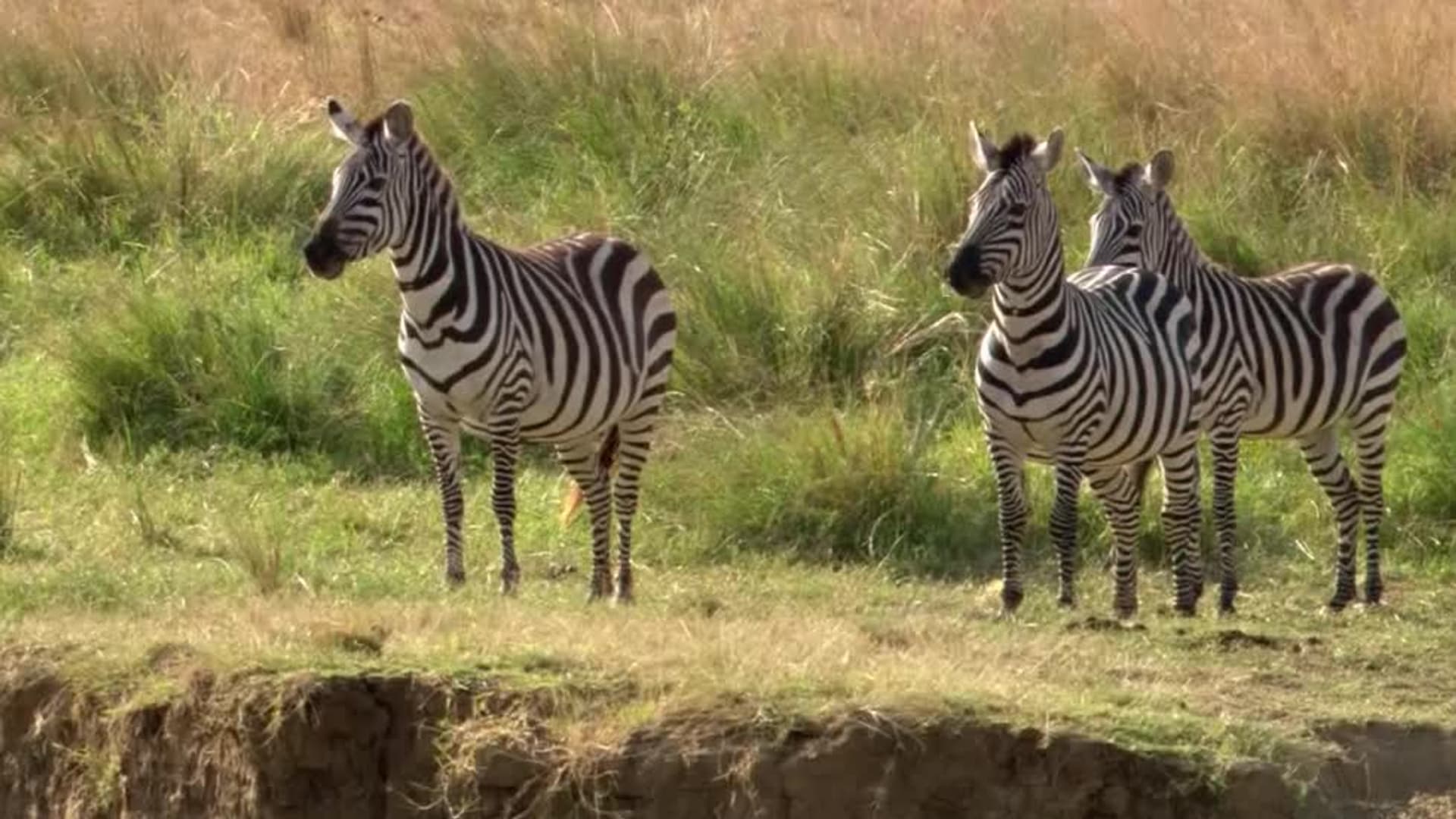 Watch Zebras on the Move (2013) - Free Movies | Tubi