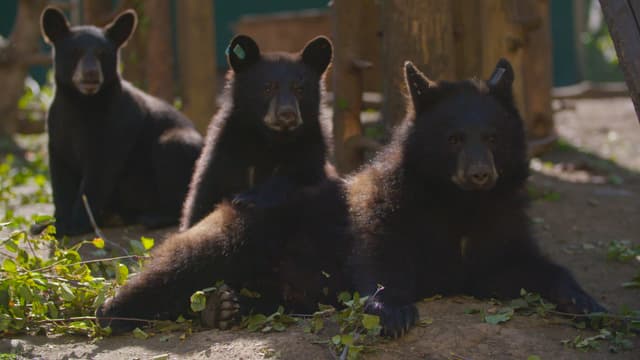 Watch Wild Bear Rescue S03:E12 - Loner Bears - Free TV Shows | Tubi