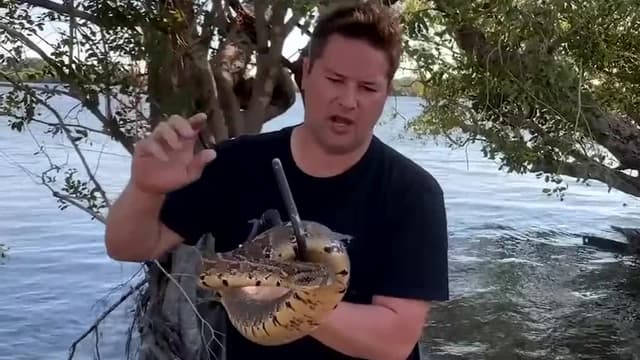 Watch Dingo Untamed S01:E01 - Alligator Relocation - Free TV Shows | Tubi