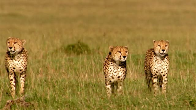 Watch The Animal Within - Free TV Shows | Tubi