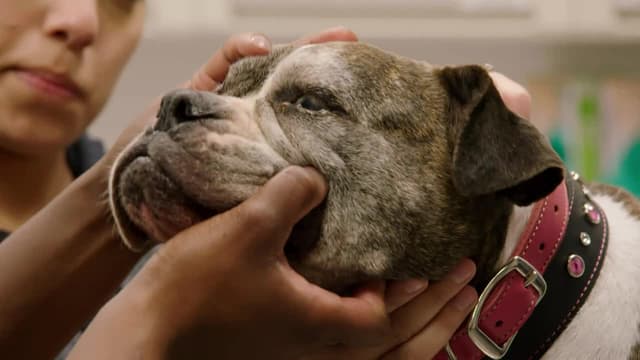 Watch The Vet Life S03:E02 - Award Winning Docs - Free TV Shows | Tubi