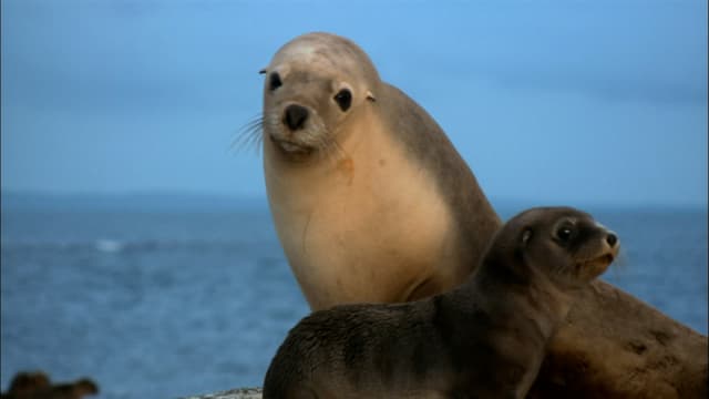 Watch My Animal Friends - Free TV Shows | Tubi