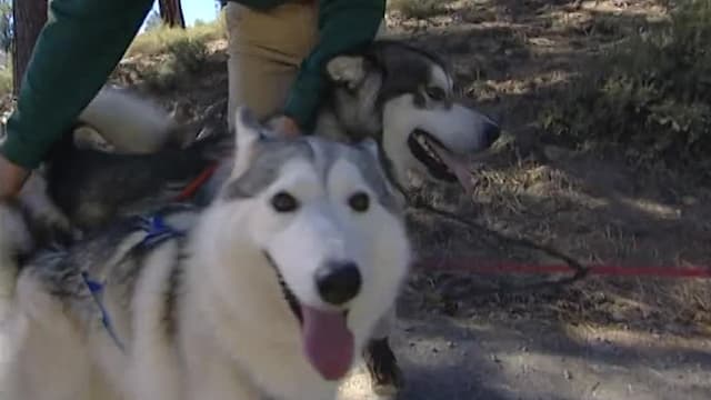 Watch Breed All About It S04:E10 - Siberian Husky - Free TV Shows | Tubi