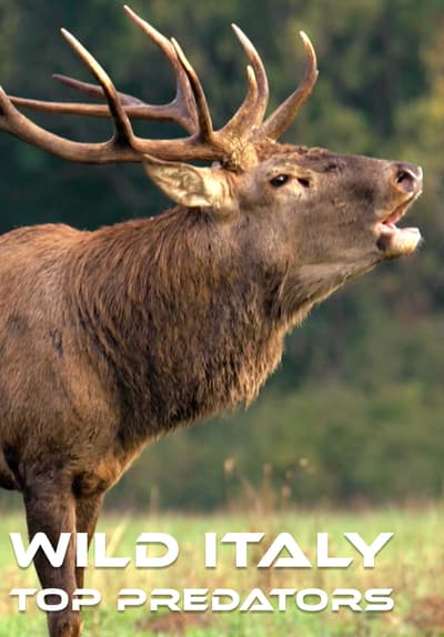 Watch Wild Italy: Top Predators - Free TV Series | Tubi