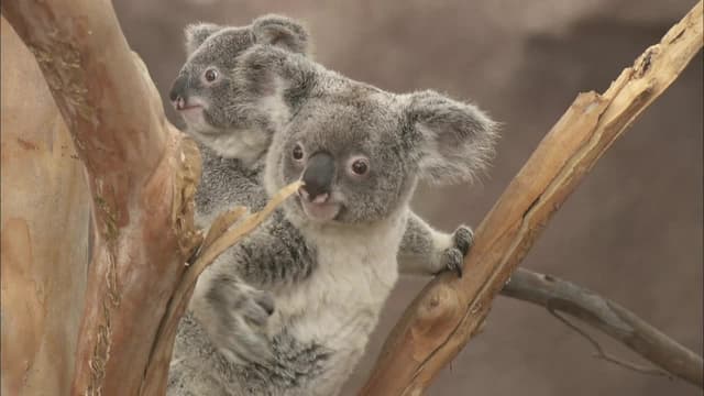 Watch Walking Wild at the San Diego Zoo - Free TV Shows | Tubi