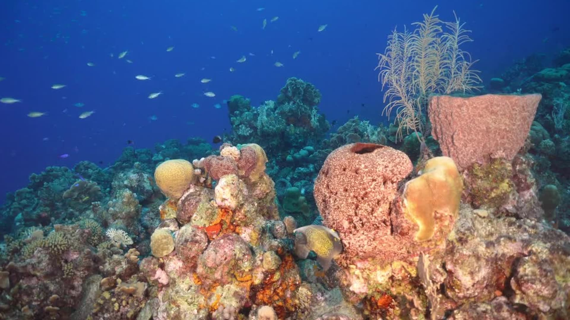 Watch The Love Destination Courses: Confidence Meditat - Free Movies | Tubi