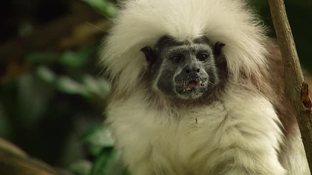 Watch World's Greatest S02:E01 - Jungle Animals - Free TV Shows | Tubi