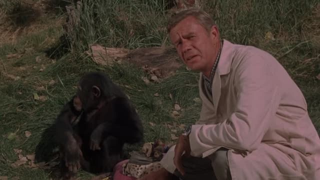 Watch Daktari S02:E05 - Cheetah at Large - Free TV Shows | Tubi