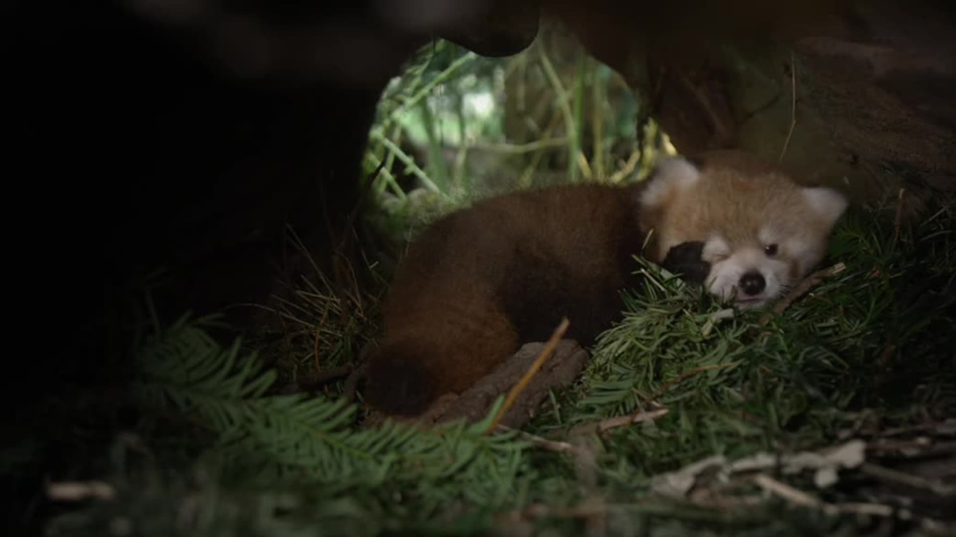 Watch Red Panda (2017) - Free Movies | Tubi