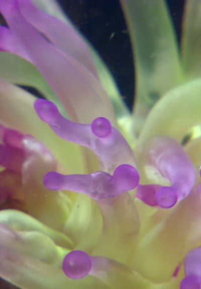 Watch Barney's Barrier Reef S01:E02 - Hitmen Free TV | Tubi