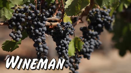 Watch Wineman - Free TV Shows | Tubi