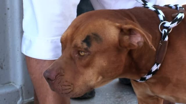 Watch Pit Bulls & Parolees S05:E14 - Rescue Resurrection - Free TV ...