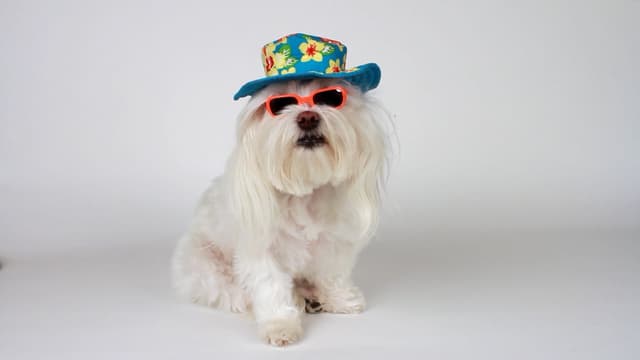 Watch Pets S01:E01 - Episode 1 - Free TV Shows | Tubi