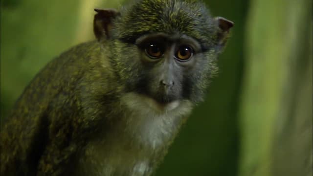 Watch Animal Atlas S04:E08 - Felids & Canids - Free TV Shows | Tubi