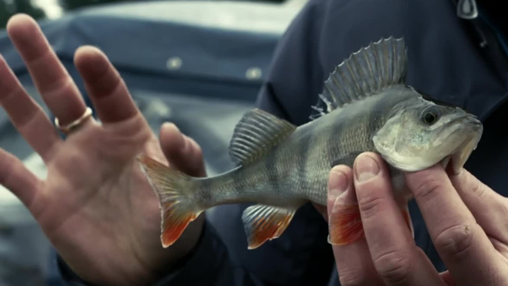 Watch Hunting Fish S01:E01 - The Broads - Free TV Shows | Tubi