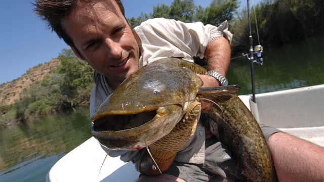 Watch Nick Baker’s Weird Creatures S02:E06 - The Fra - Free TV Shows | Tubi