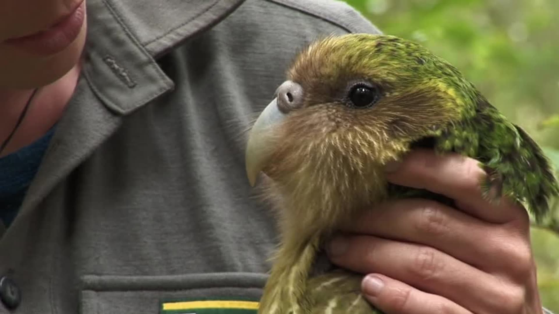 Watch The Unnatural History of the Kakapo (2009) - Free Movies | Tubi
