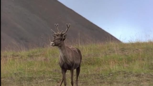 Watch Wild America S10:E1005 - Just Little Varmints - Free TV Shows | Tubi