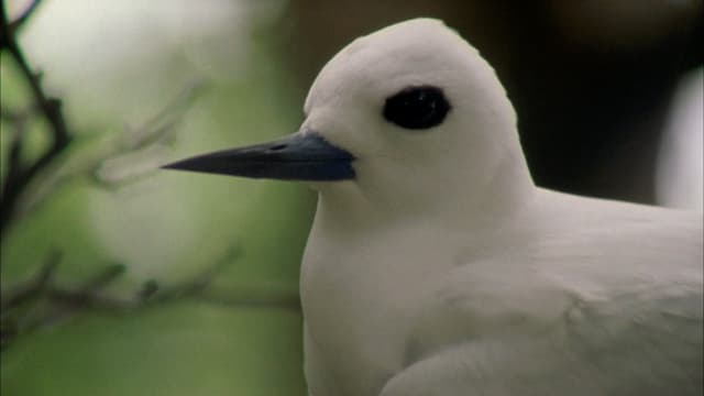 Watch My Animal Friends - Free TV Shows | Tubi