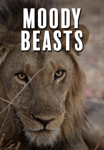 Watch Moody Beasts - Free TV Series | Tubi