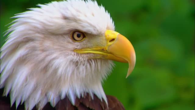 Watch Animal Atlas Season 4 - Free TV Shows | Tubi