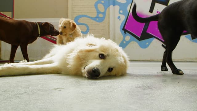Watch The Dog Hotel - Free TV Shows | Tubi