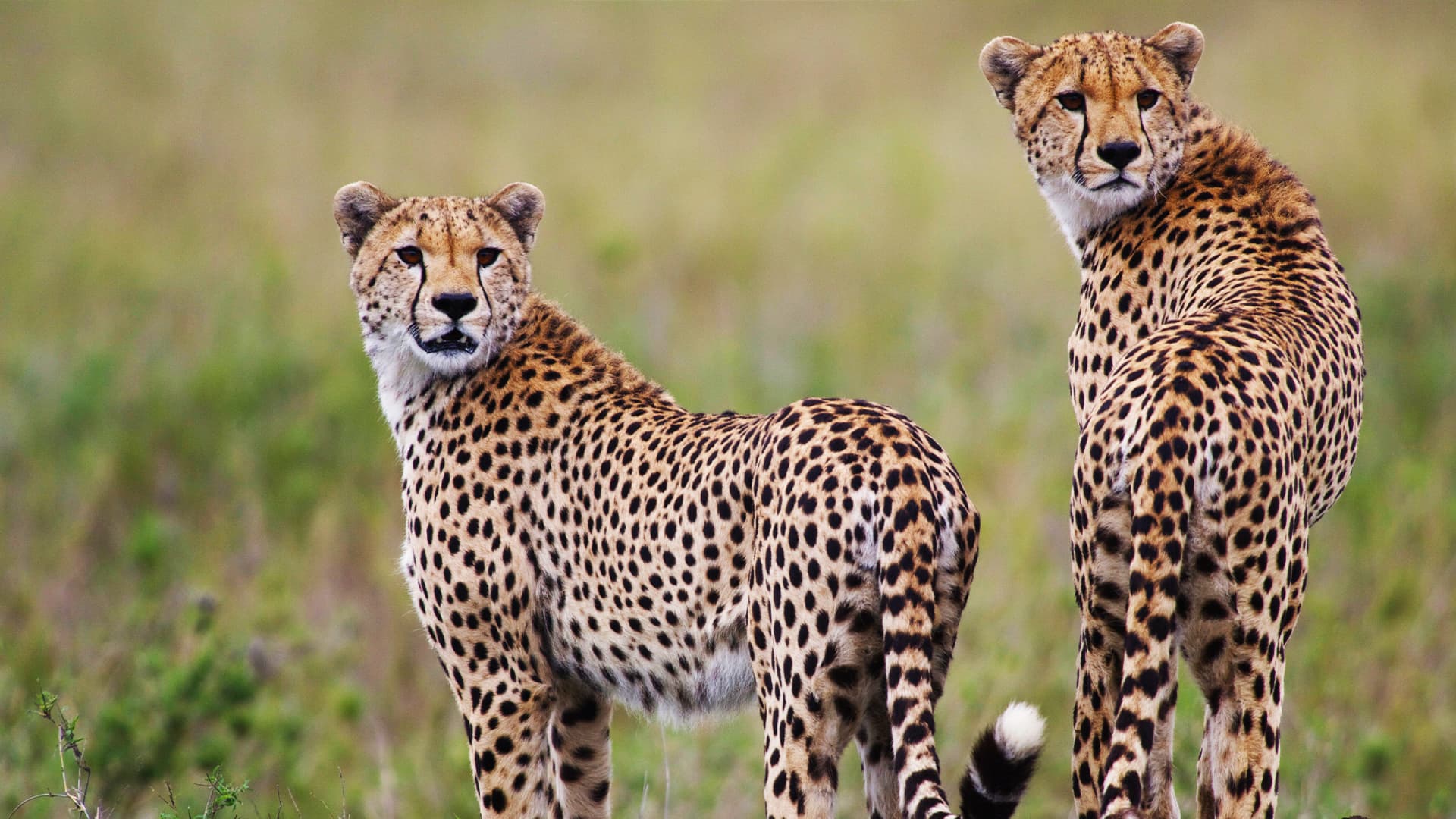 Watch Wonders of Nature - Free TV Shows | Tubi