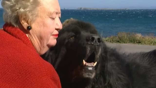 Watch Breed All About It S03:E11 - Newfoundland - Free TV Shows | Tubi