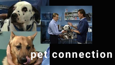 Watch Pet Connection - Free TV Shows | Tubi