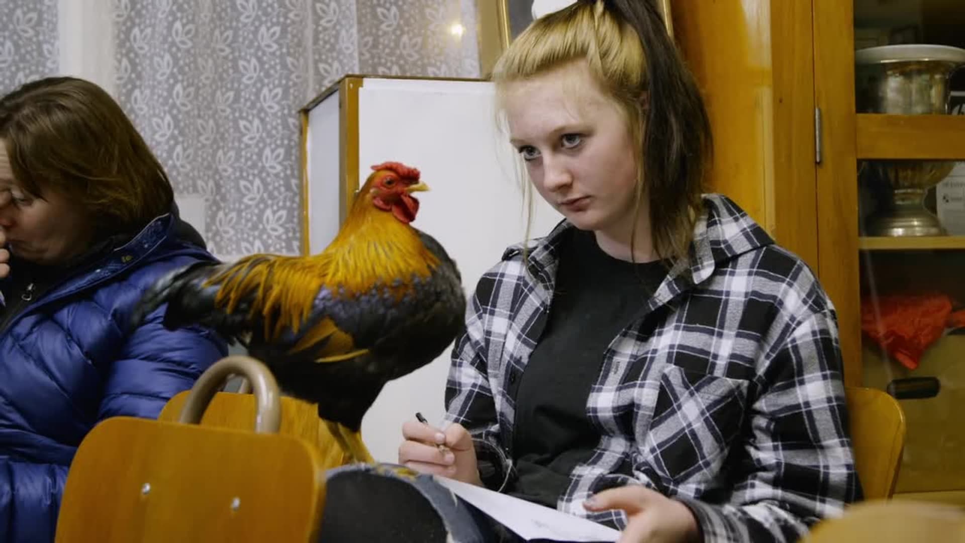 Watch Pecking Order Trailer (2017) - Free Movies | Tubi