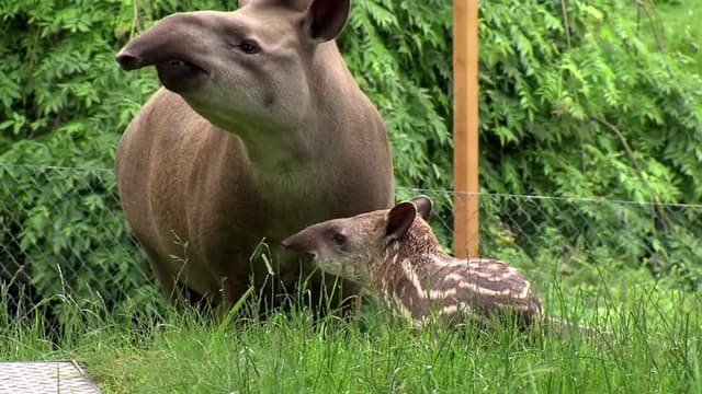 Watch The Zoo Season 4 - Free TV Shows | Tubi