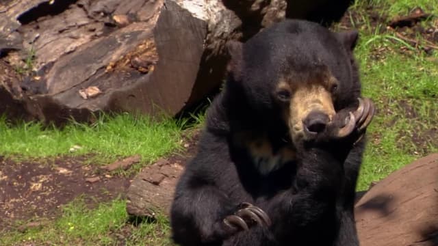 Watch Animal Atlas S04:E21 - Variety Show!: The Top Misconceptions in ...