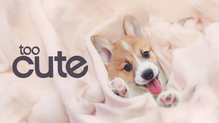 Watch Too Cute! Season 2 - Free TV Shows | Tubi