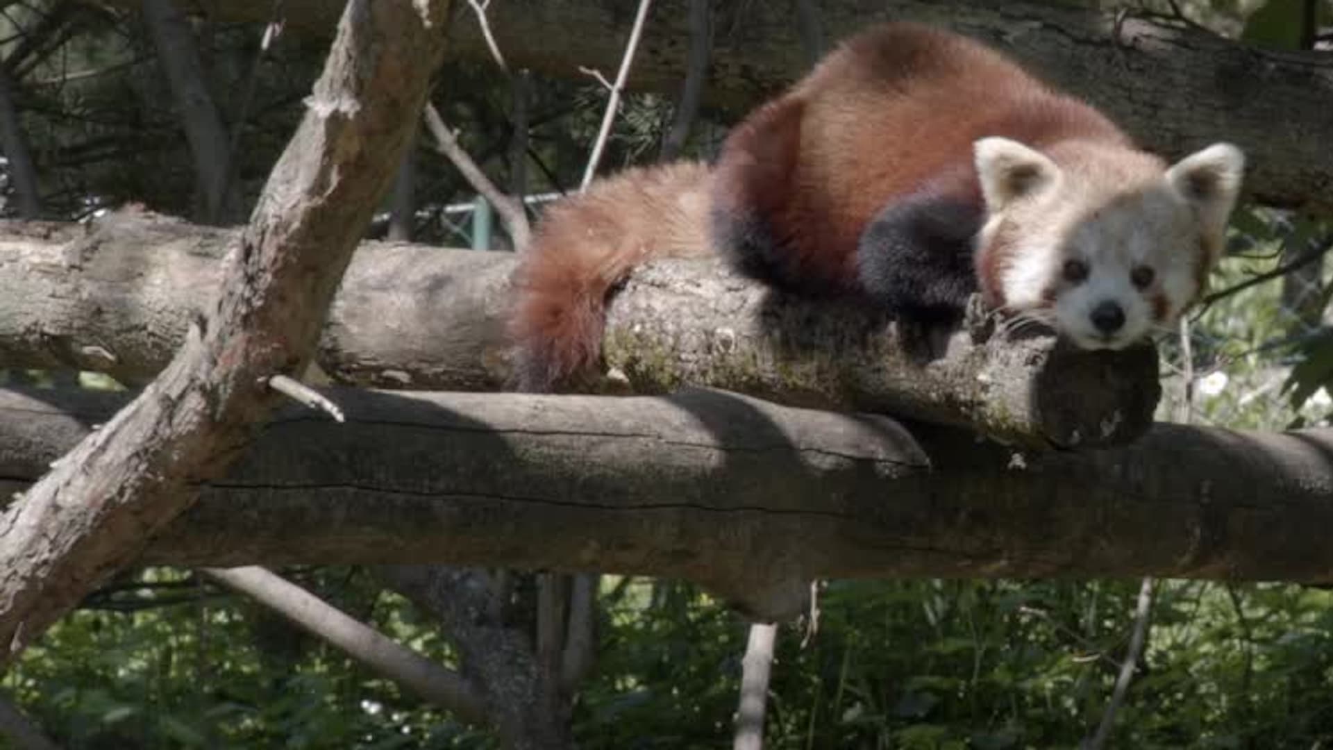 Watch Zoo Lock Down (2022) - Free Movies | Tubi