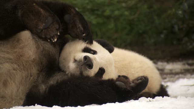 Watch Walking Wild at the San Diego Zoo S01:E01 - Episode 1 - Free TV ...