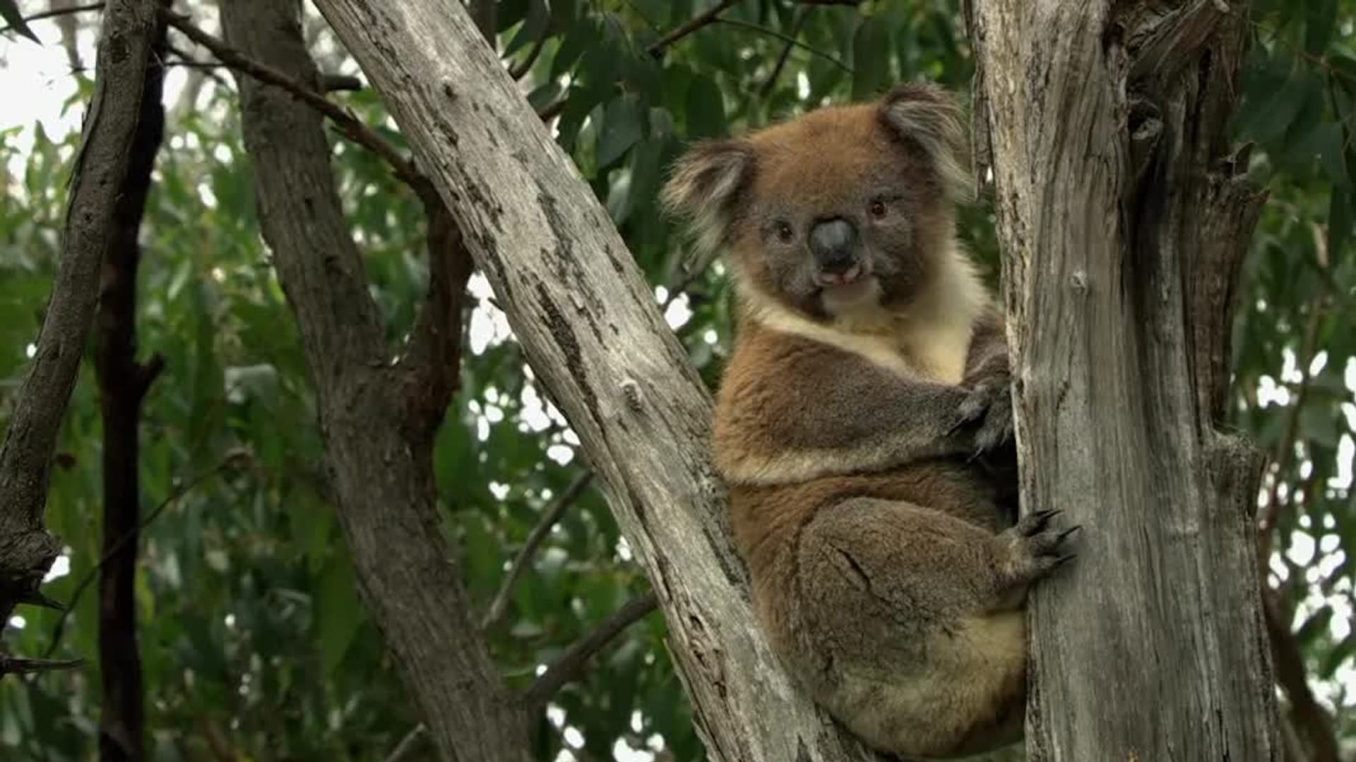 Watch Meet the Marsupials (2020) - Free Movies | Tubi