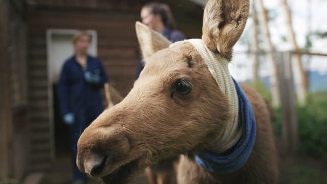 Watch Wild Bear Rescue S03:E06 - Déjà Vu Moose - Free TV Shows | Tubi